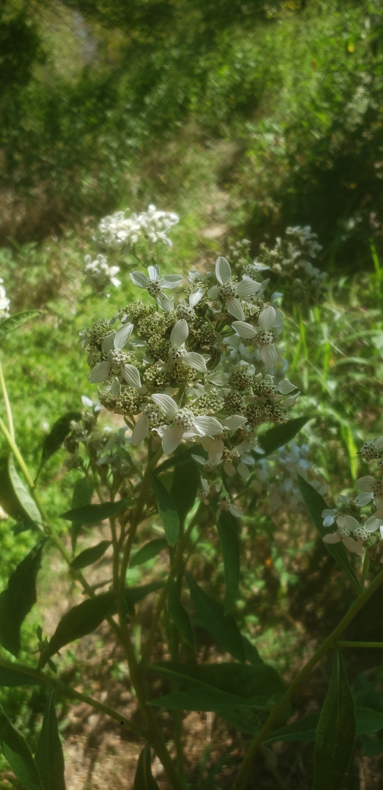 Native Frostweed 30 Seeds UNIQUE Ice Stems Verbesina Virginica, White ...