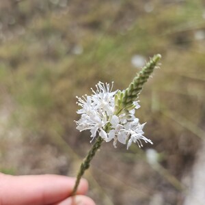False Guara Rare Native Seeds (oenothera Glaucifolia) Evening Primrose ...