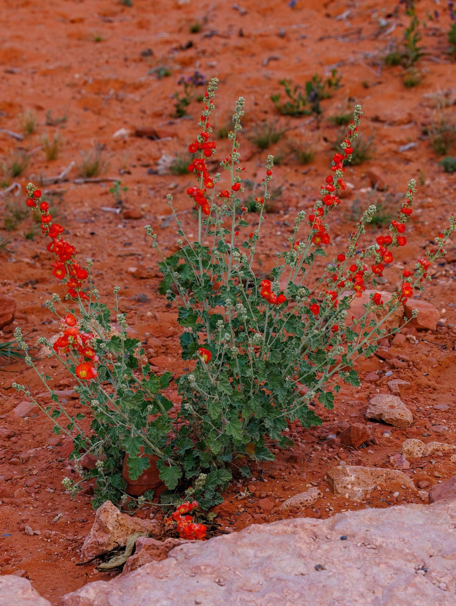 Apricot Desert Globemallow Rare Seeds (sphaeralcea Ambigua) | DROUGHT ...