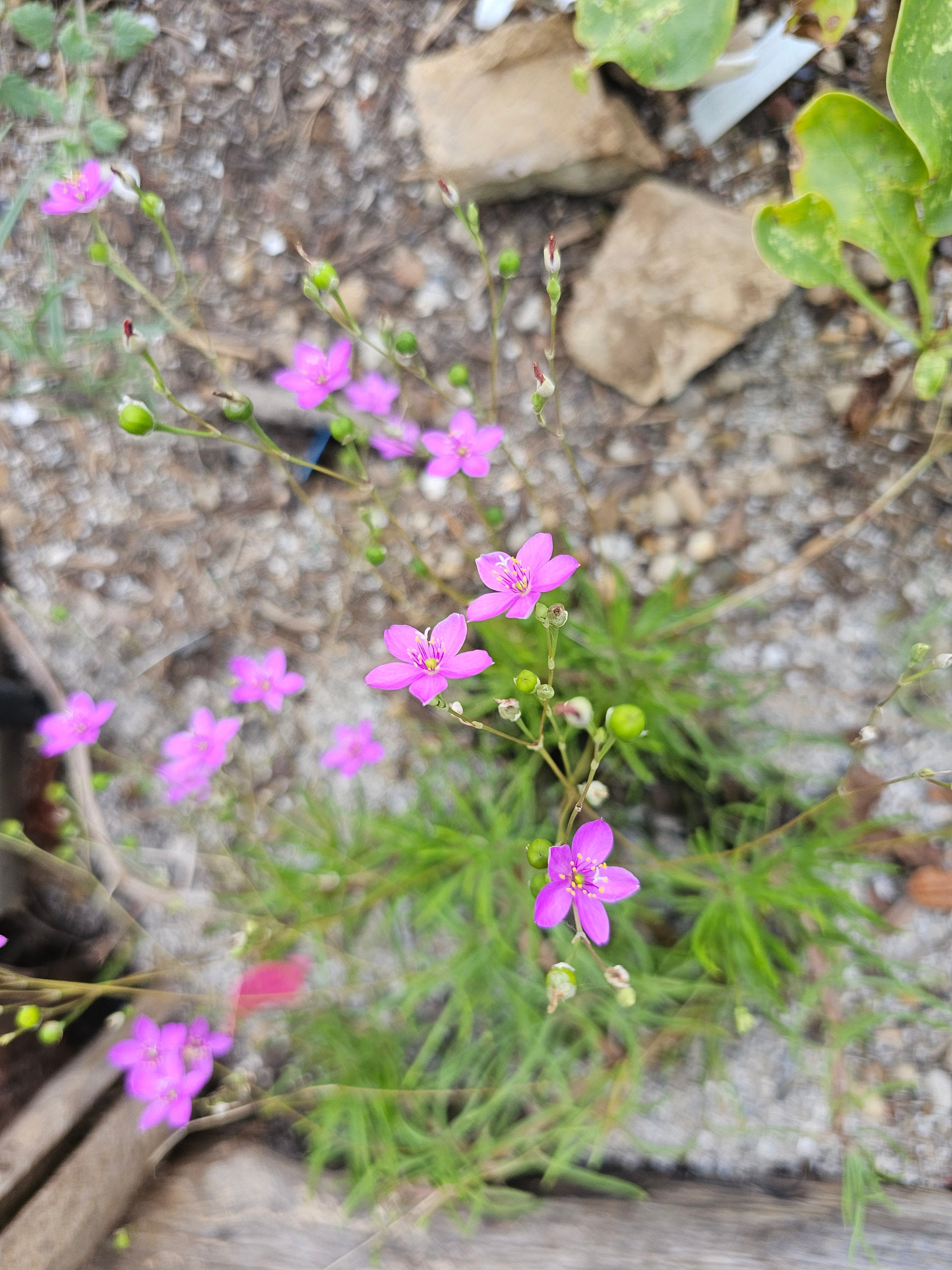 Prairie Fame Flower Rare Seeds Phemeranthus Rugospermum Rare Succulent ...