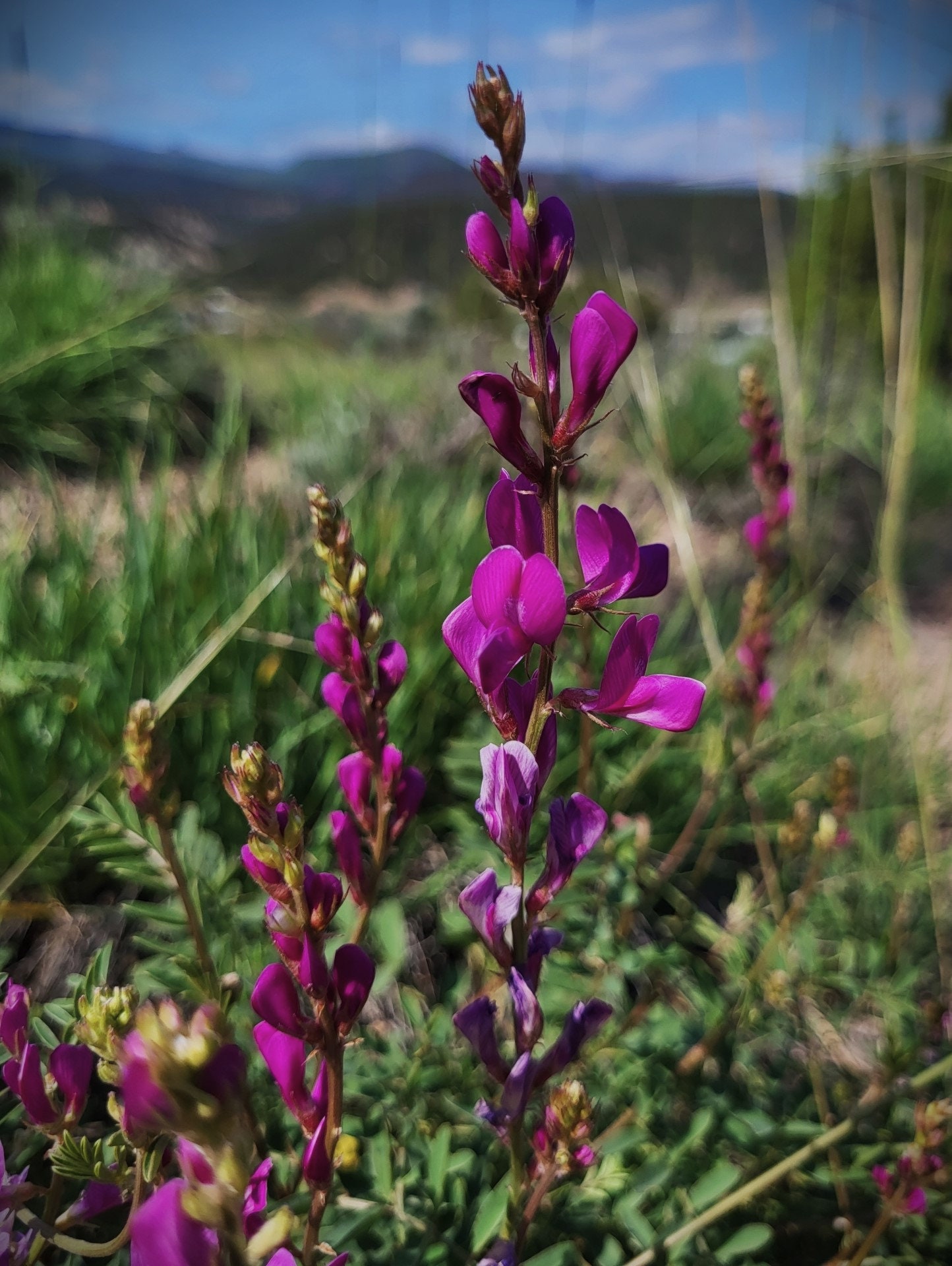Boreal Sweetvetch Native 25 Seeds Hedysarum Boreale Utah Northern ...