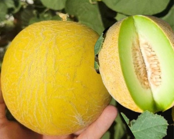 Gold 'diplomat' Personal Melon Rare Seeds | Homestead Gardening ...