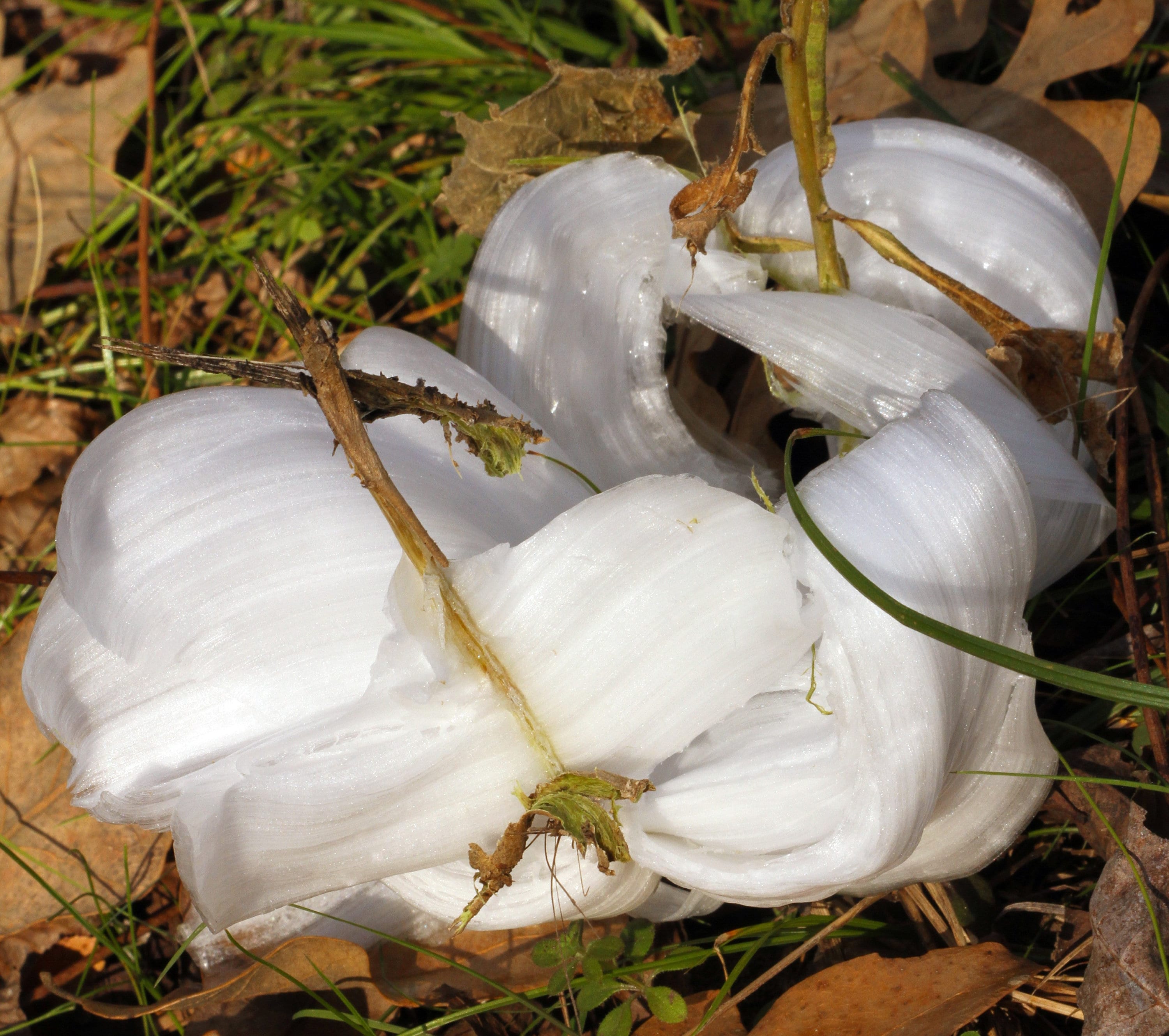 Native Frostweed 30 Seeds UNIQUE Ice Stems Verbesina Virginica, White ...
