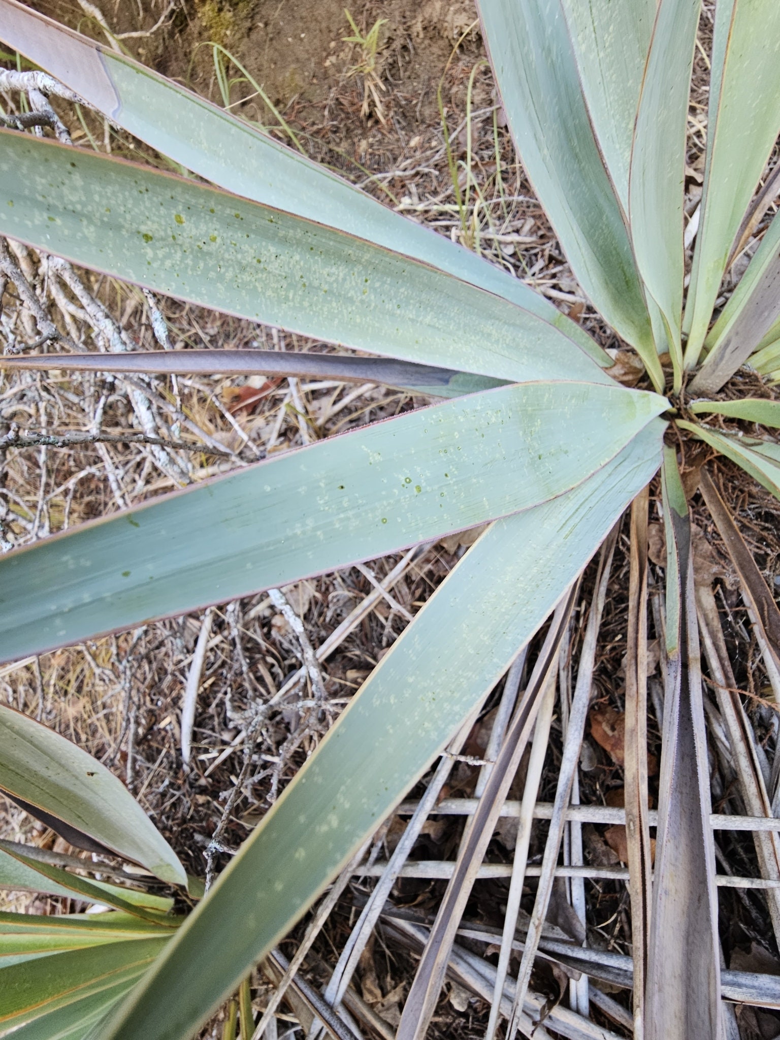 Texas Blue Yucca Seeds (yucca Pallida) Native Endemic Pale Yucca, Pale ...