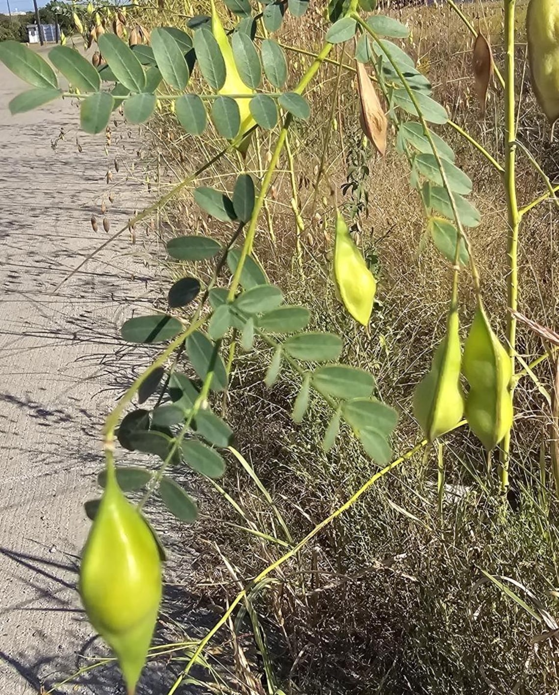 Bladderpod Native Seeds (sesbania Vesicaria) Riverhemp, Bagpod - Wet ...