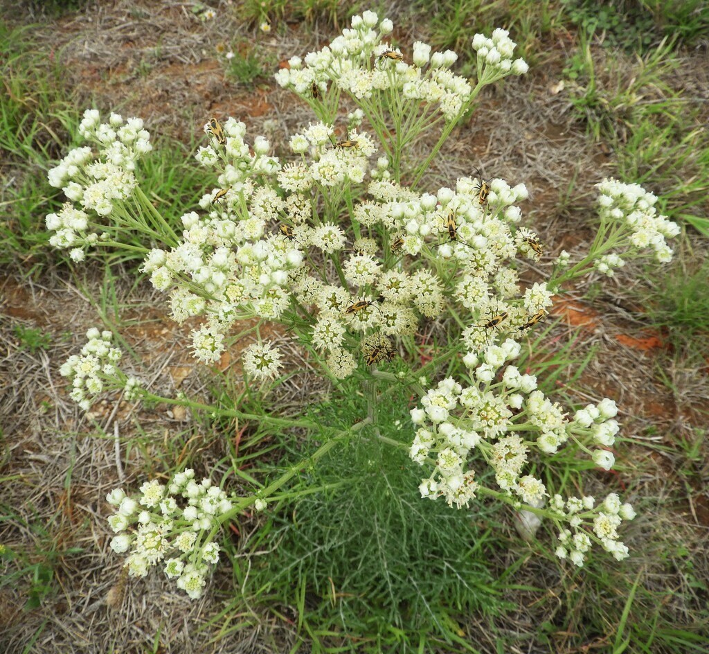 Carolina Woollywhite 10 Native Seeds hymenopappus Scabiosaeus Old ...