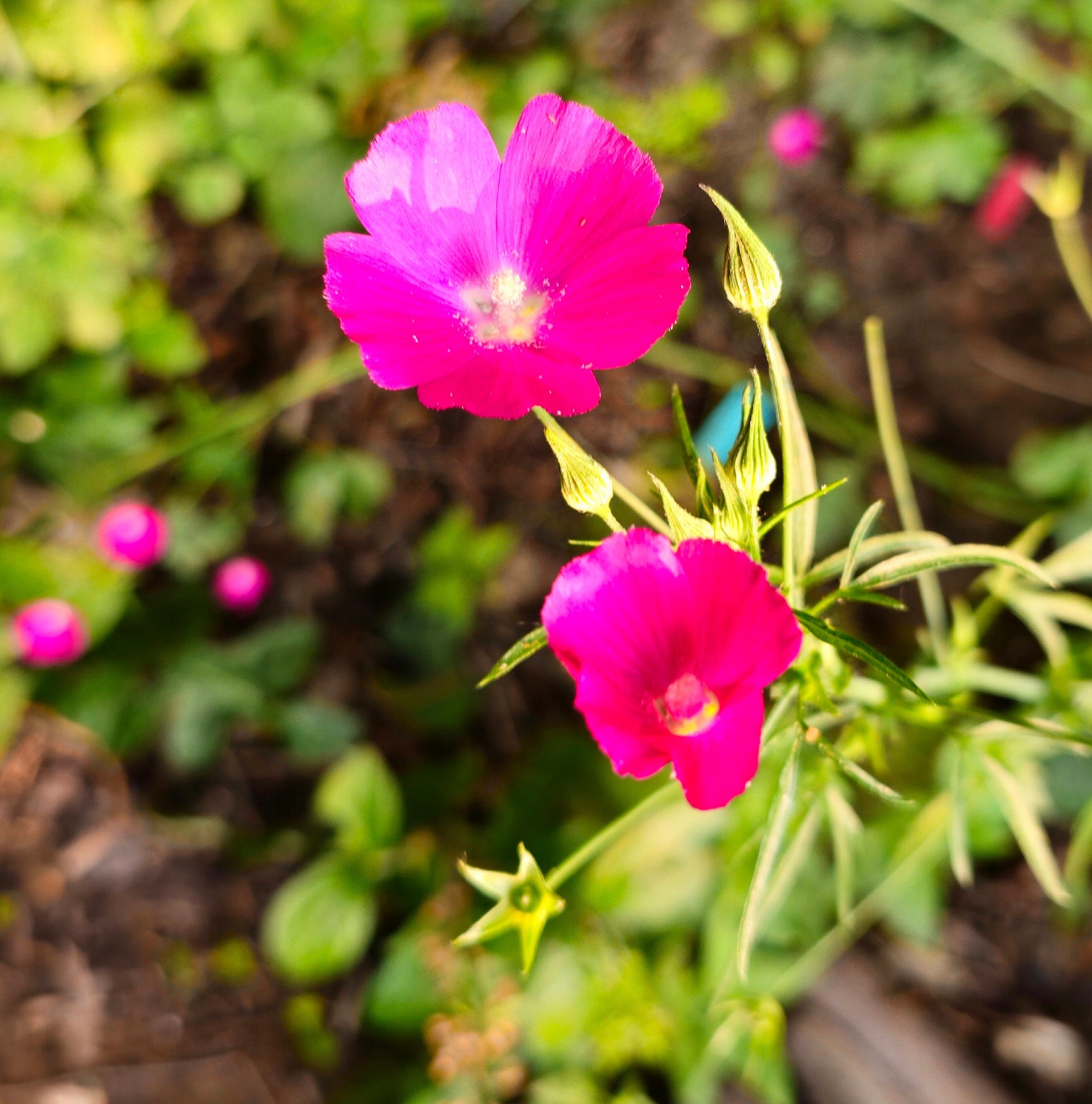 Tall Poppy Mallow Native Seeds (callirhoe Leiocarpa) Woodland & Prairie ...