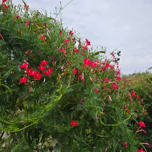 Rare Red Cypress Vine Live Plant, Maiden's Feather | Cardinal Creeper ...