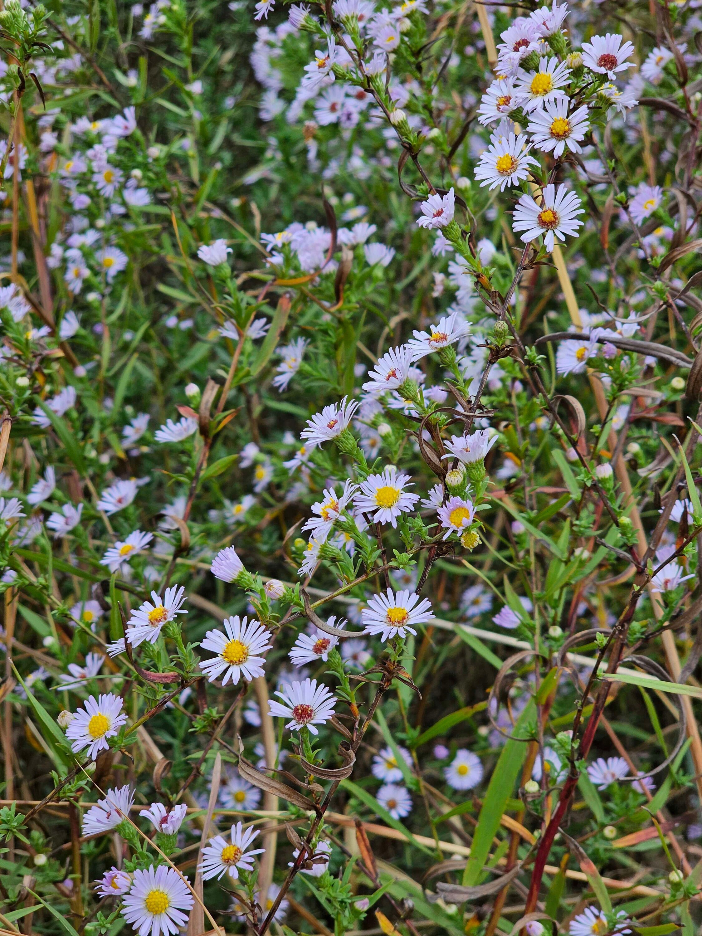 Texas Heath Aster Native Seeds (aster, Symphyotrichum Ericoides) Butterfly Garden | Fragrant ...