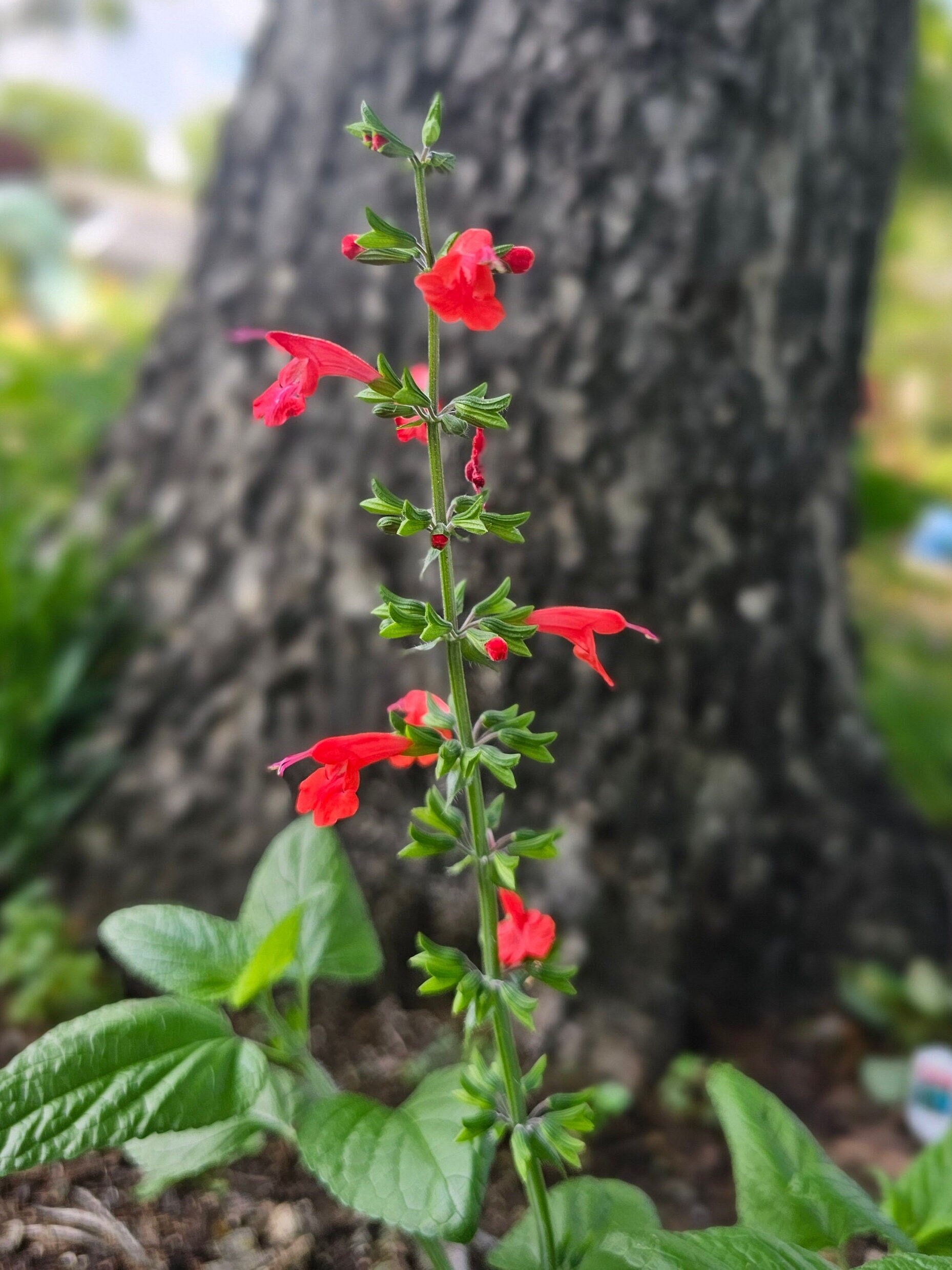 Cedar Sage rare Texas Native Shade-loving salvia - Etsy