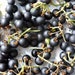 Wonderberry Rare Seeds solanum Burbankii Sunberry Blackberry, Unique ...