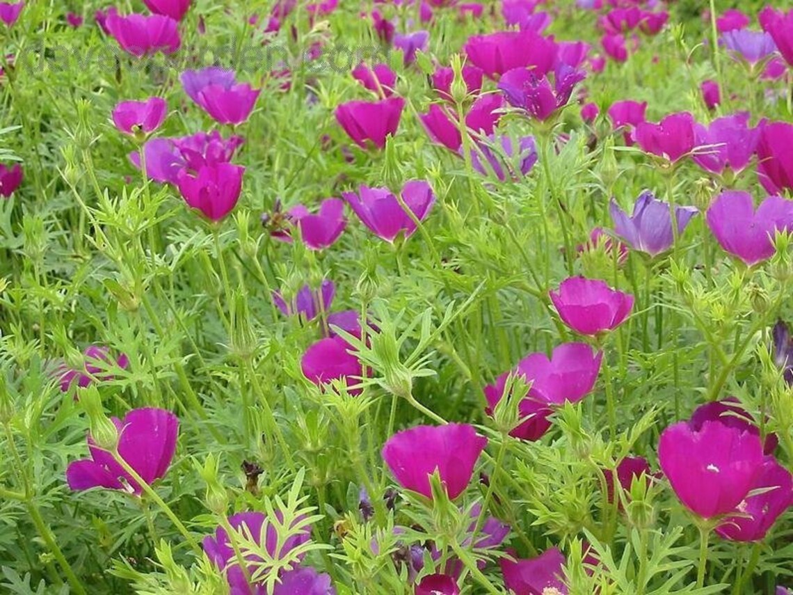 Tall Poppy Mallow Native Seeds (callirhoe Leiocarpa) Woodland & Prairie ...