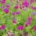Tall Poppy Mallow Native Seeds (callirhoe Leiocarpa) Woodland & Prairie ...