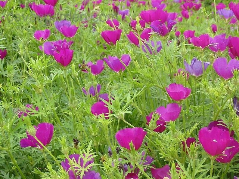 Tall Poppy Mallow Native Seeds (callirhoe Leiocarpa) Woodland & Prairie ...