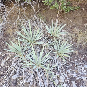 Texas Blue Yucca Seeds (yucca Pallida) Native Endemic Pale Yucca, Pale ...