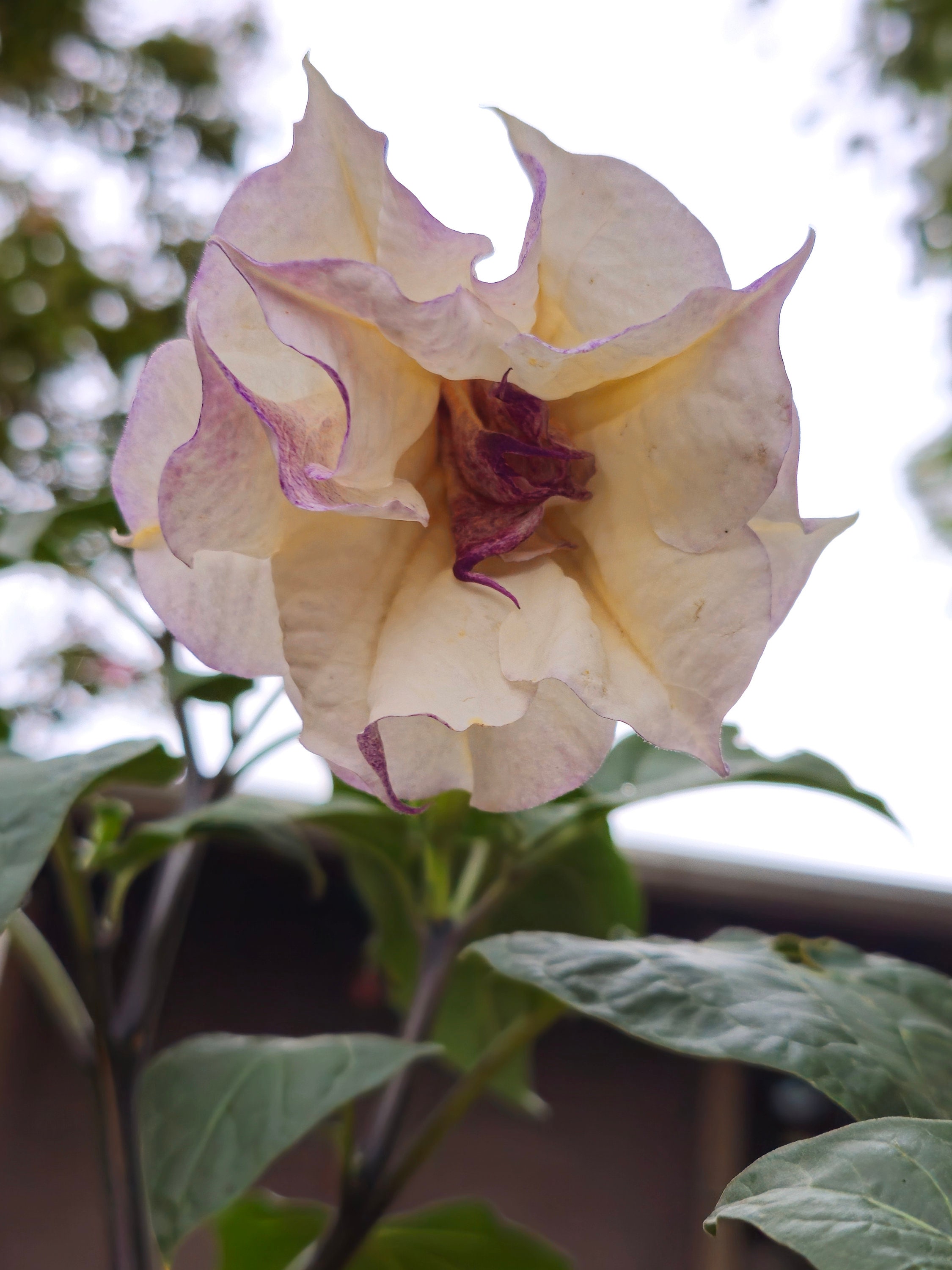 Purple Ballerina Datura Rare Seeds Fragrant Datura Double 'purple ...