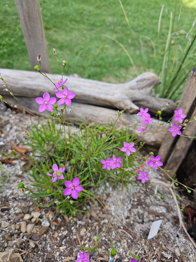 Prairie Fame Flower Rare Seeds - Phemeranthus Rugospermum - Rare ...