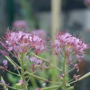 Native Red-whisker Clammyweed Rare Seeds (polanisia Dodecandra ...