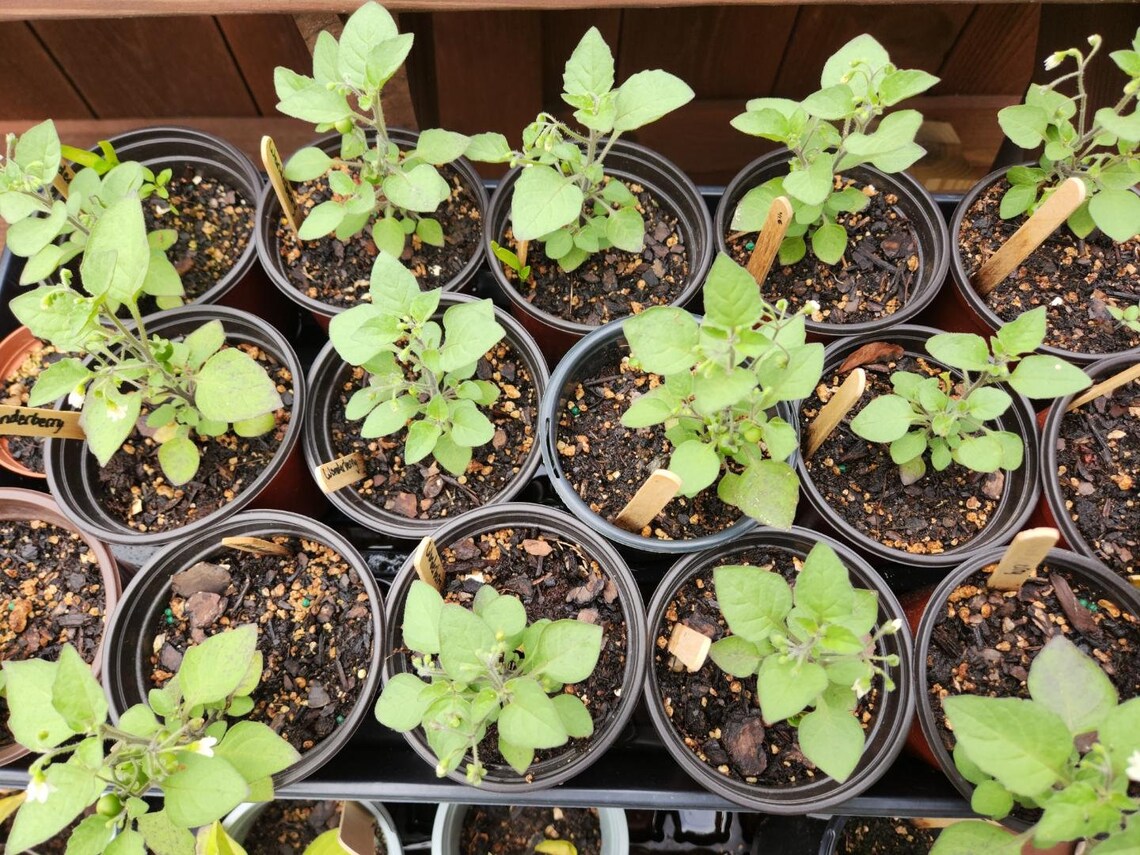 Wonderberry Rare Seeds solanum Burbankii Sunberry Blackberry, Unique ...