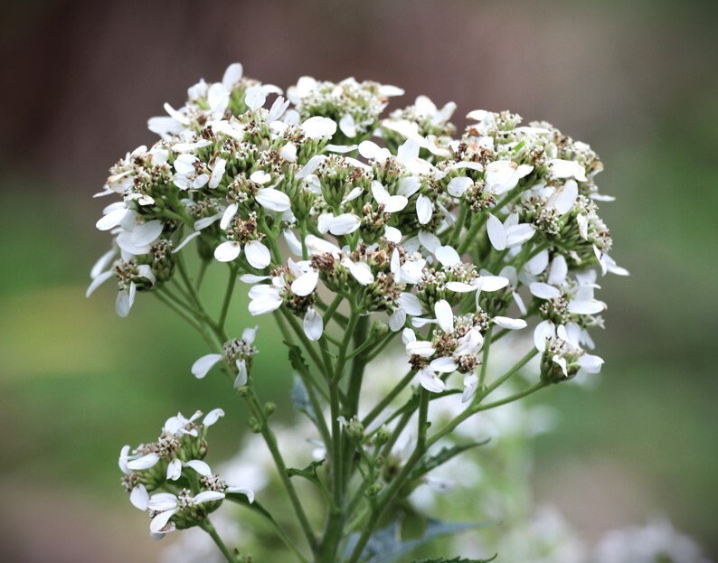 Native Frostweed 30 Seeds UNIQUE Ice Stems Verbesina Virginica, White ...