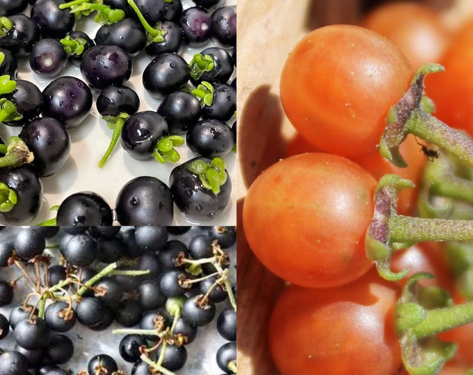 Rare Berries Seed Collection - 3 Berry Varieties | Tasty, Unique, Rare ...