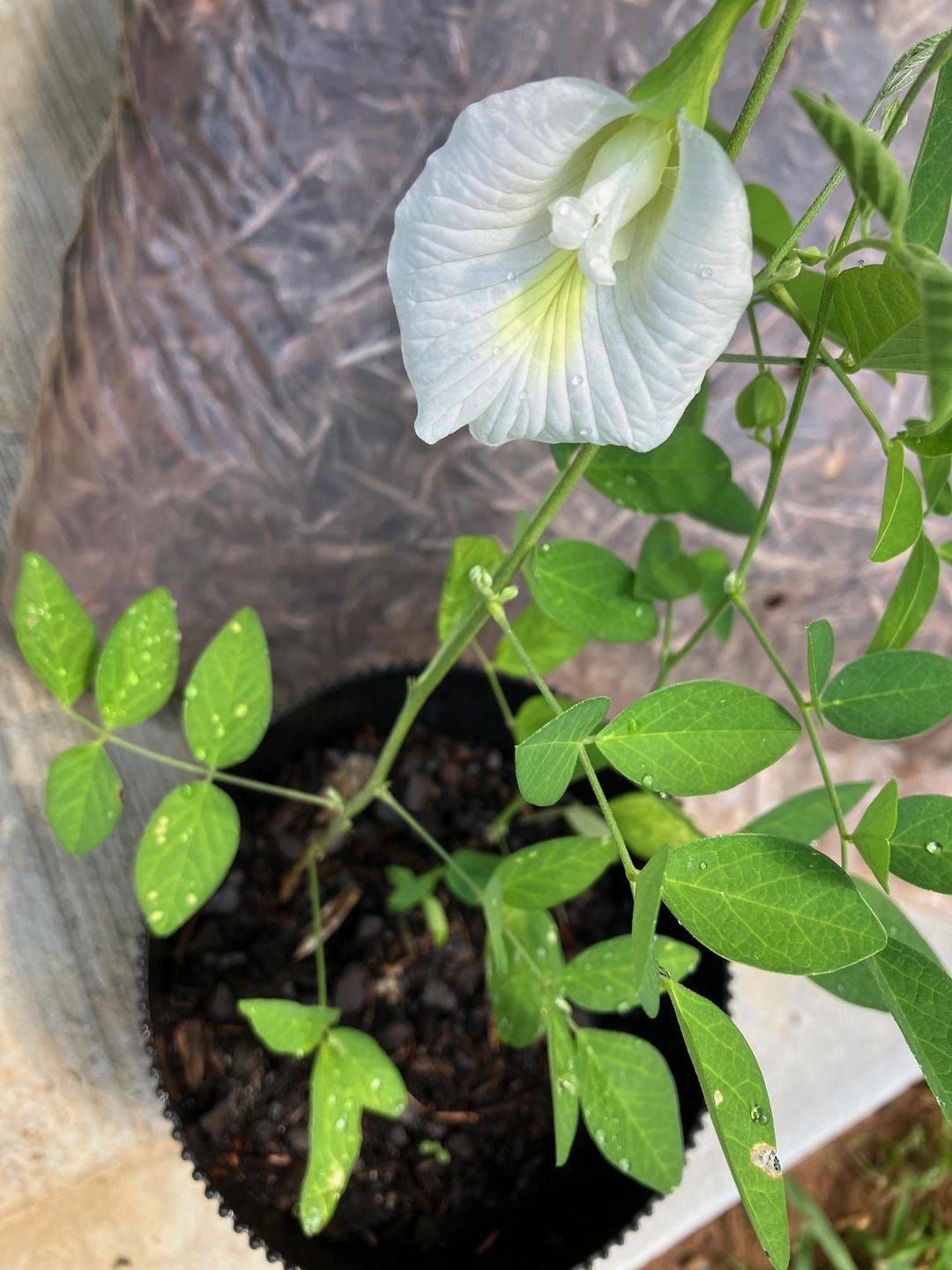 Aparjita/ Shanka Pushpam White Color Butterfly Pea Live Plants 16-18 ...