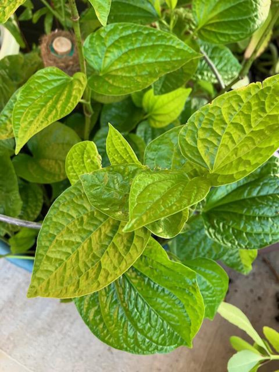 Organic Beetle Leaf Plant Ships Only Within USA - Etsy