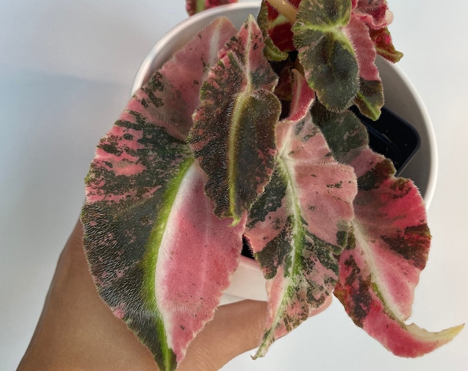 Pre-order: Pink Variegated Begonia Listada - Etsy