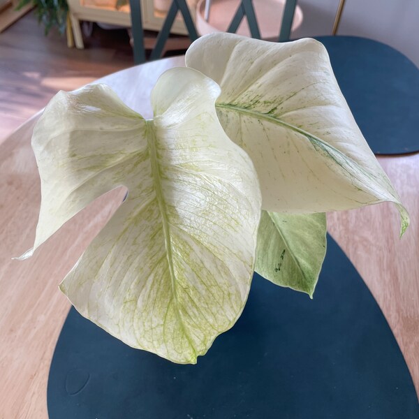 Monstera Mint - Etsy