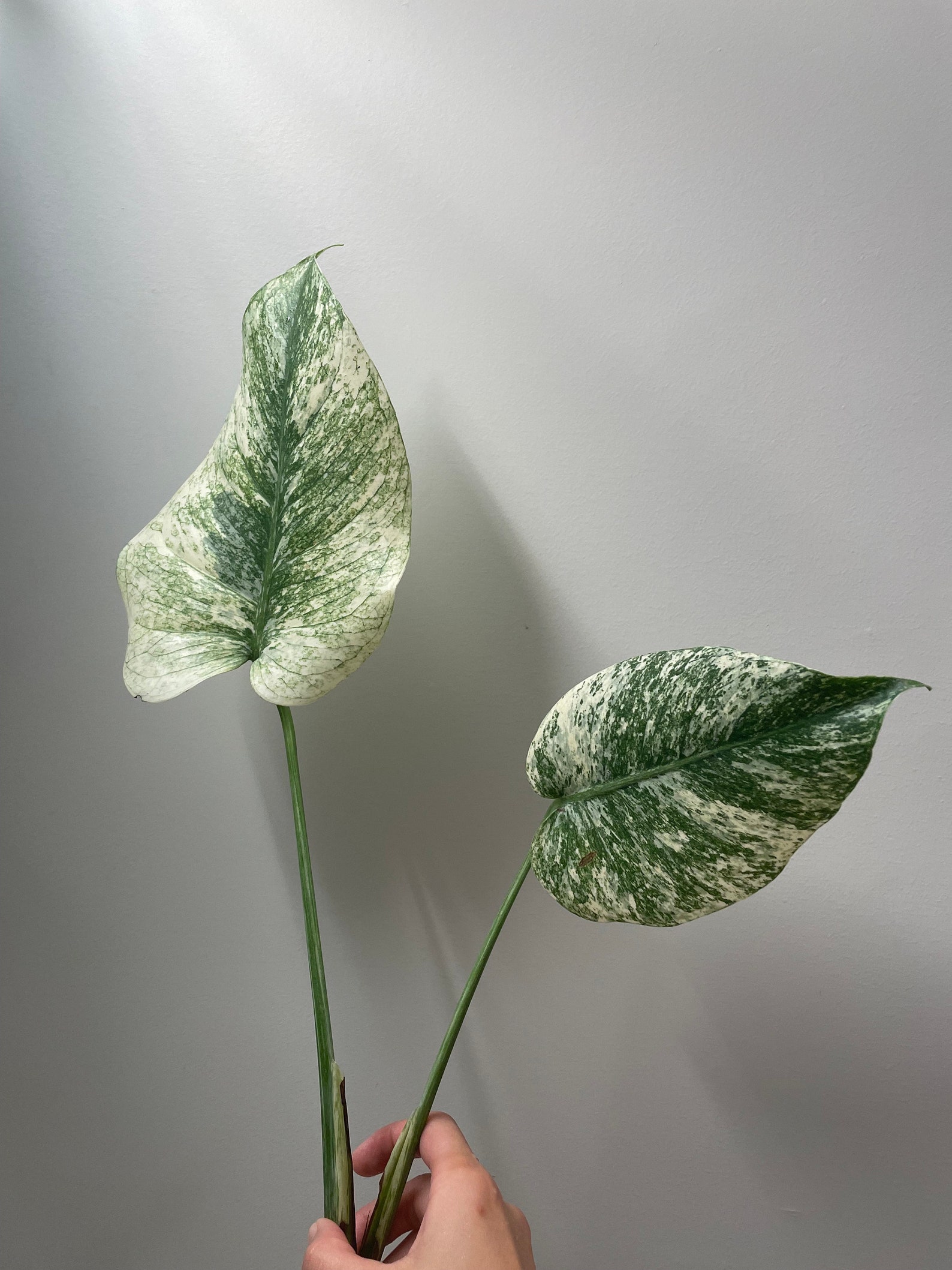 US Seller Monstera Mint/white Monster Large Form Ultra Rare - Etsy