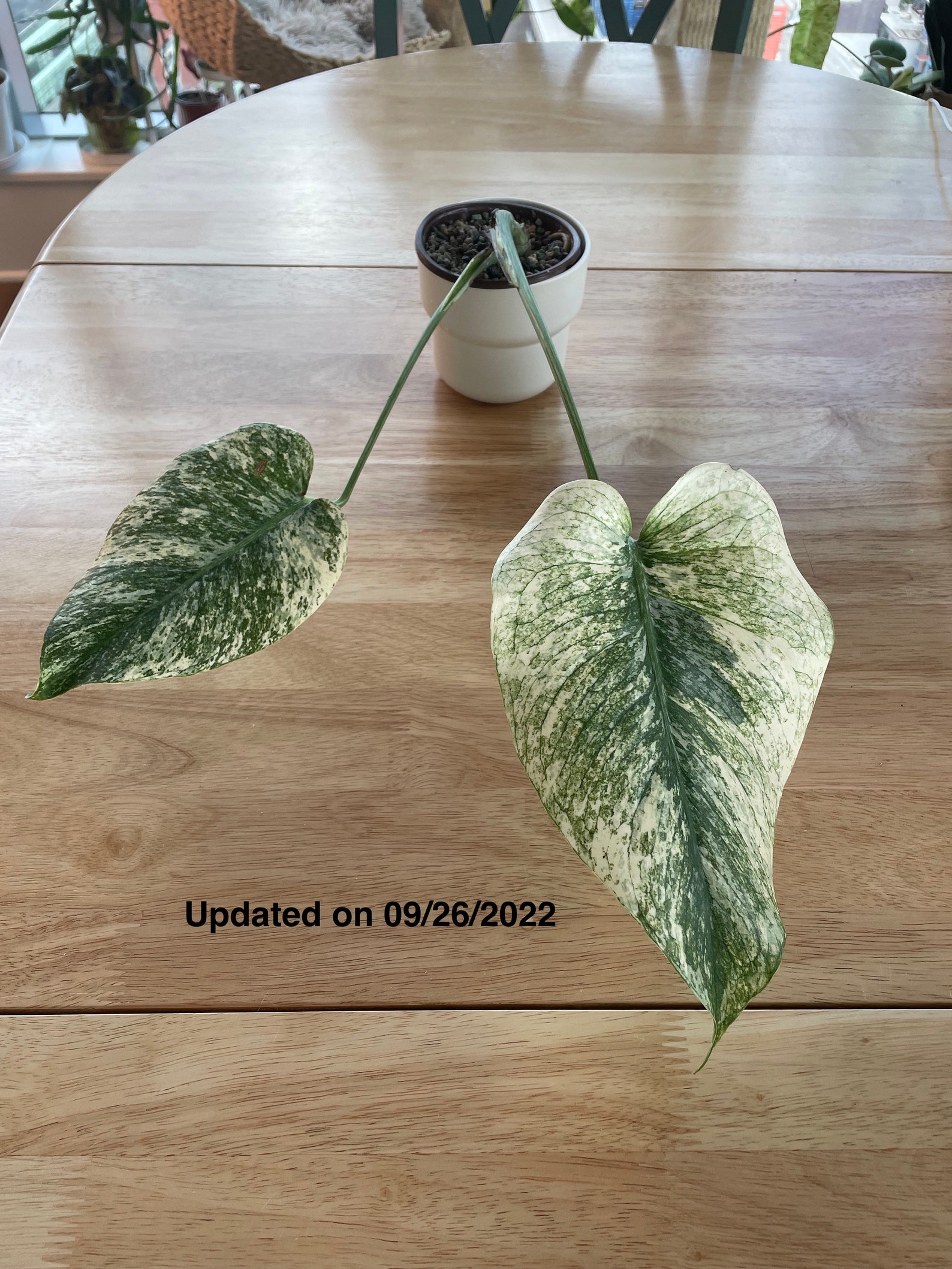 US Seller Monstera Mint/white Monster Large Form Ultra Rare - Etsy