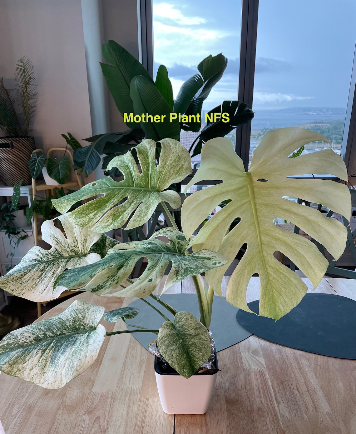 US Seller Monstera Mint/white Monster Large Form Ultra Rare - Etsy