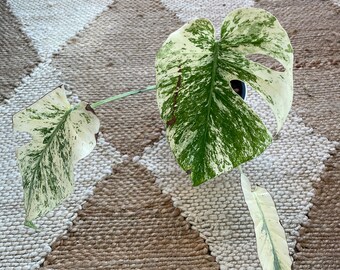 US Seller Monstera Mint/white Monster Large Form Three Leaves - Etsy