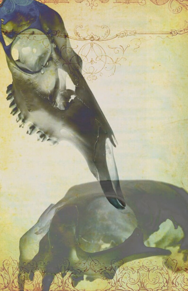 ANIMAL SKULL Journal Printable Pages Digital Ephemera - Etsy