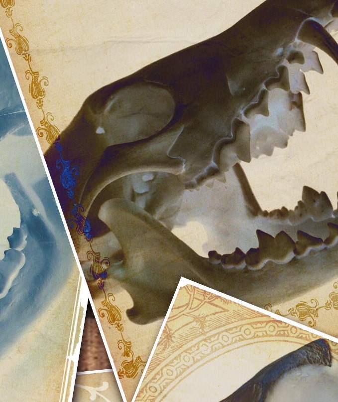 ANIMAL SKULL Journal Printable Pages Digital Ephemera - Etsy