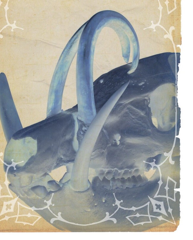 ANIMAL SKULL Journal Printable Pages Digital Ephemera - Etsy