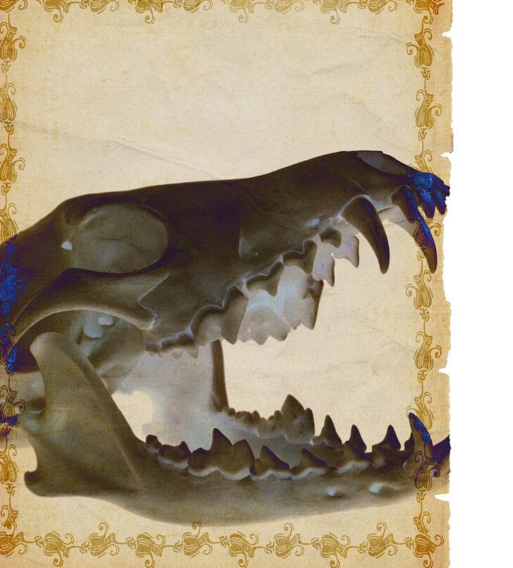 ANIMAL SKULL Journal Printable Pages Digital Ephemera - Etsy