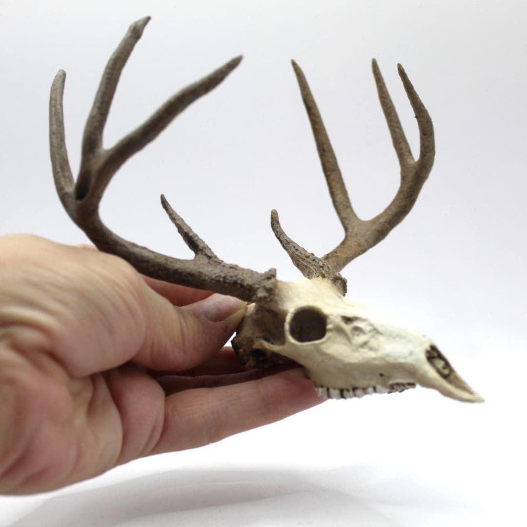 Stag Skull Recreated From the Scan of a Real Stag Skull, Natural Hand ...