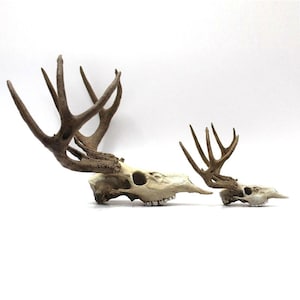 Stag Skull Recreated From the Scan of a Real Stag Skull, Natural Hand ...