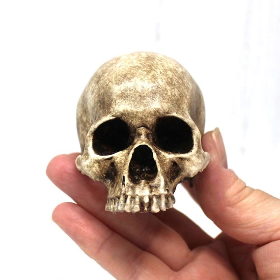 Human Skull Jawless