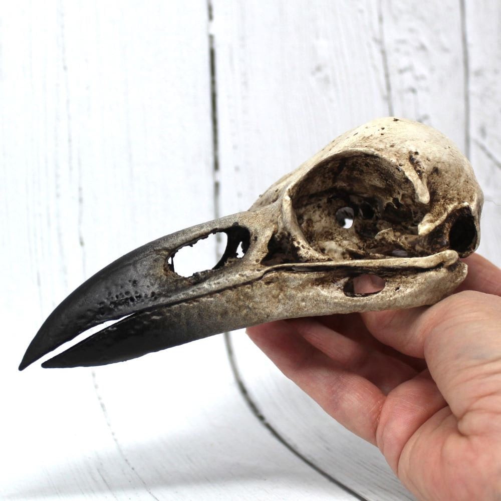Raven Skull Recreated From the Scan of a TOWER OF LONDON Raven Skull ...
