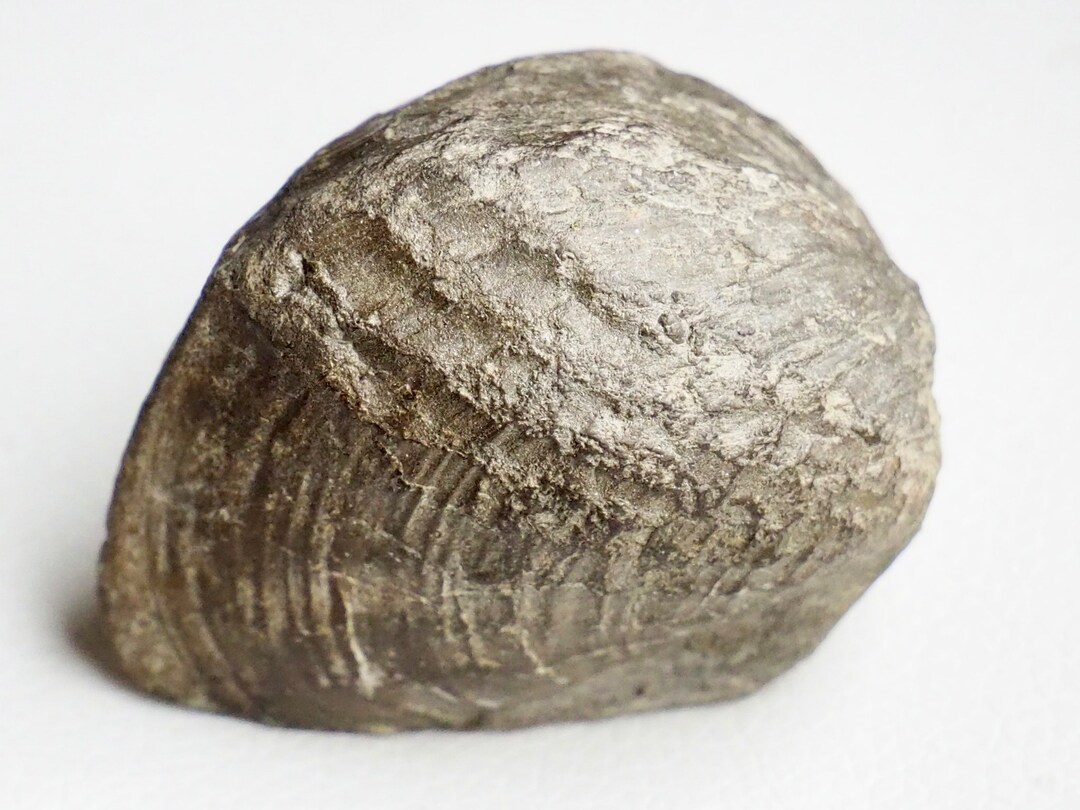 Lower Lias Bivalve Shell With Cutbase - Etsy