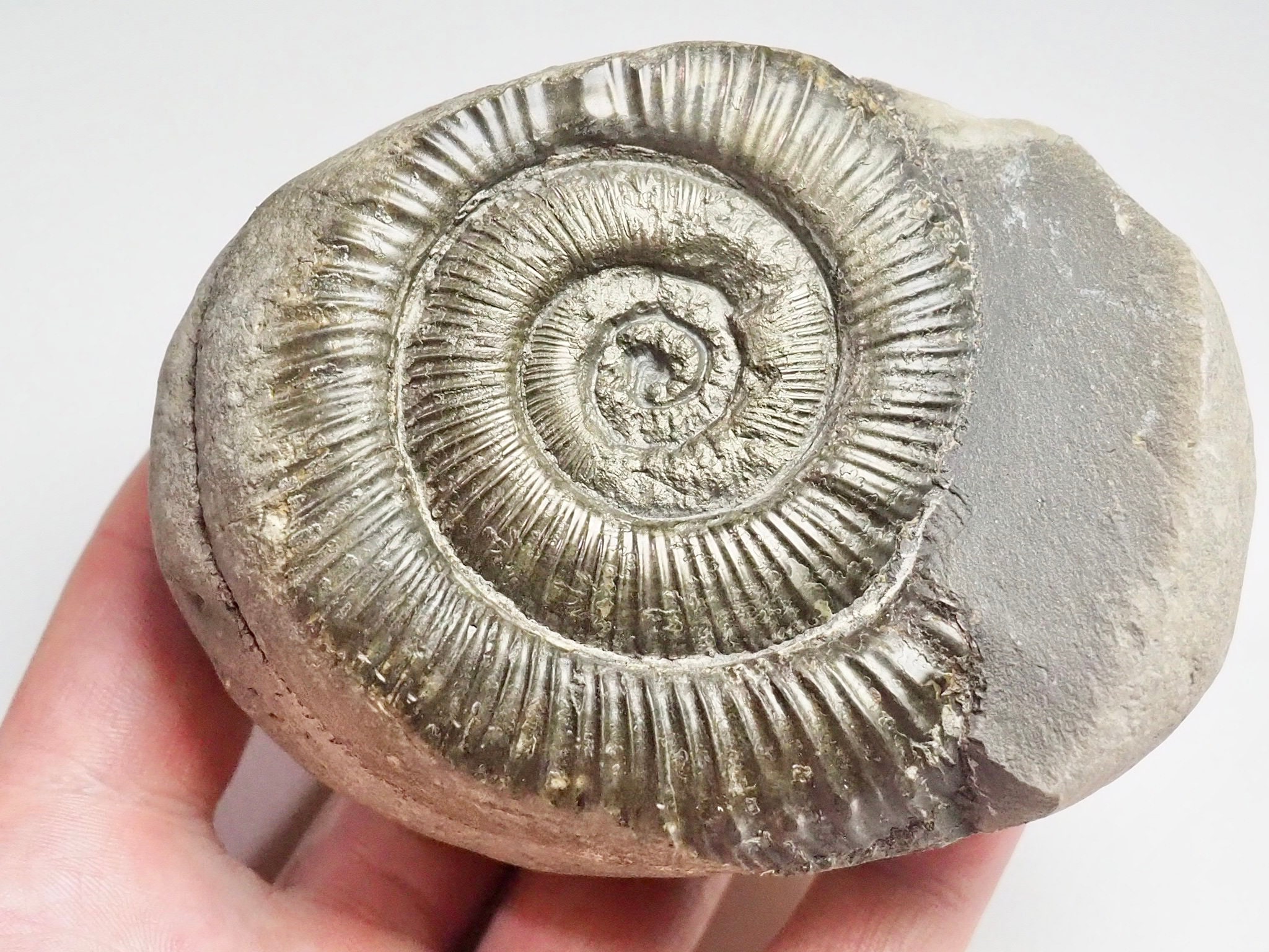 Peronoceras Ammonite Fossil on Matrix - Etsy