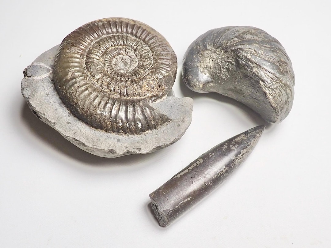 Whitby Fossils Trio - Etsy