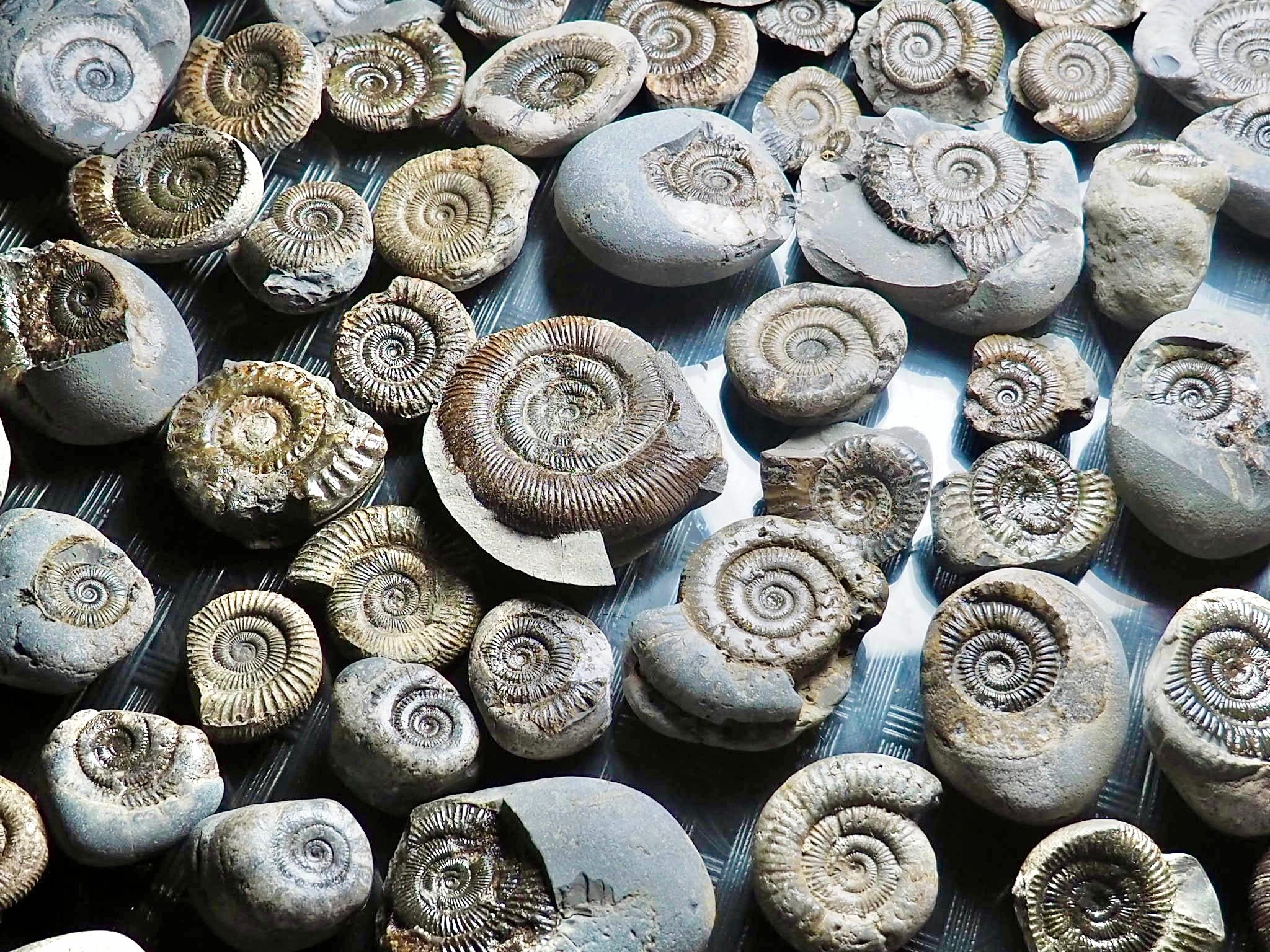 X3 Small Ammonite Fossils Yorkshire - Etsy