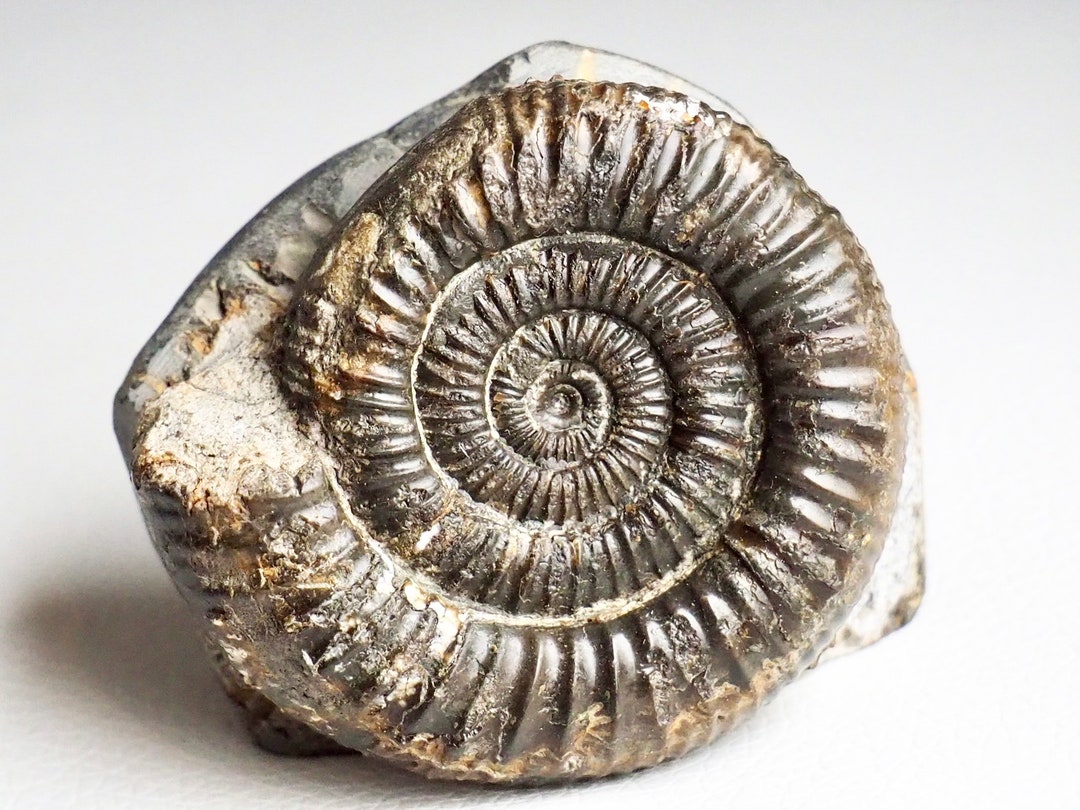 Small Dactylioceras Ammonite Fossil Cutbase - Etsy