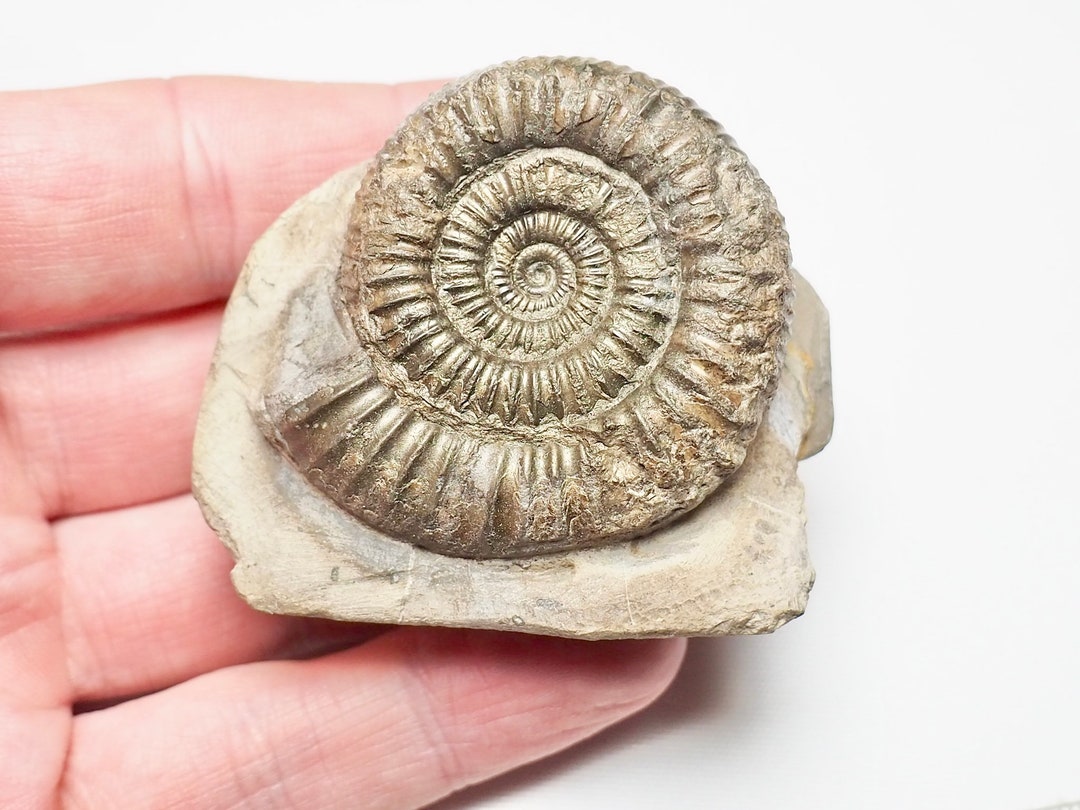 Small Dactylioceras Ammonite Fossil Cutbase - Etsy