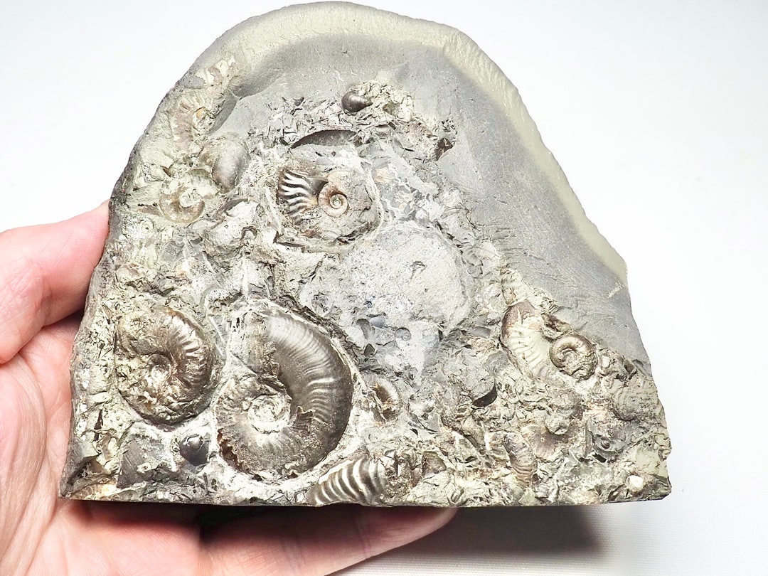 Eleganticeras Elegantulum Ammonites Whitby - Etsy
