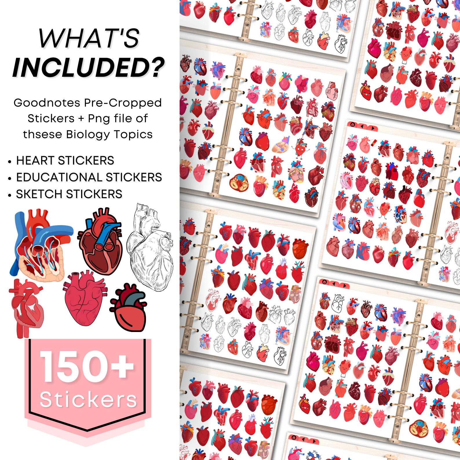 Biology Heart Digital Stickers Pre-cropped Human Body Stickers Hand ...