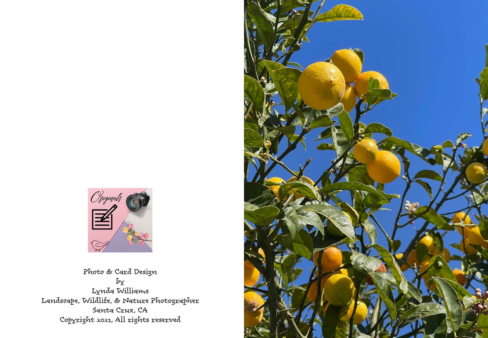 Lemon Tree Photo Note Cards; Sets of 6 or 12 5x7 Blank Color Photo ...